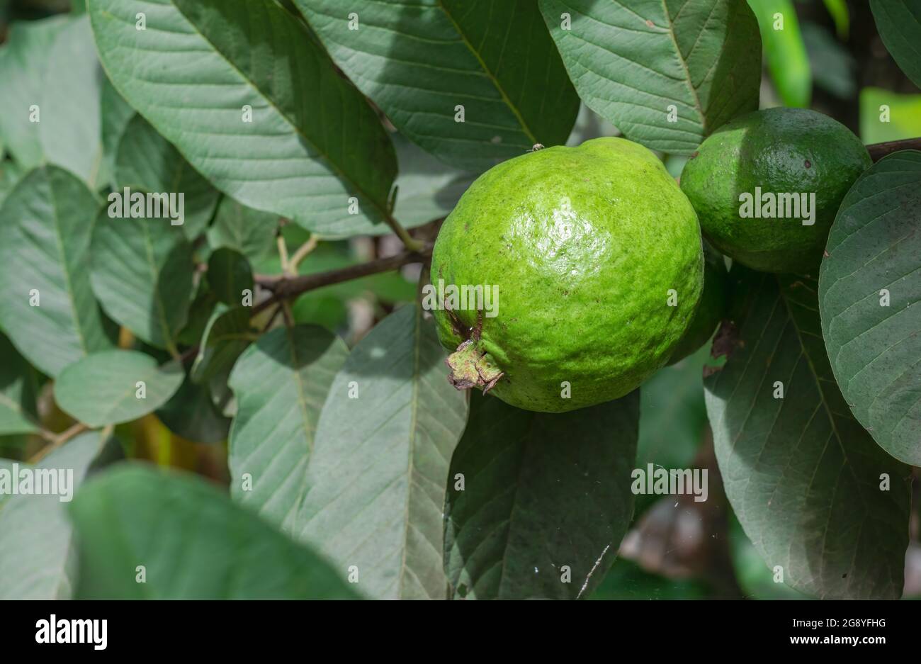 Fresh ripe guava fruit close up on the tree with leaves in the garden ...