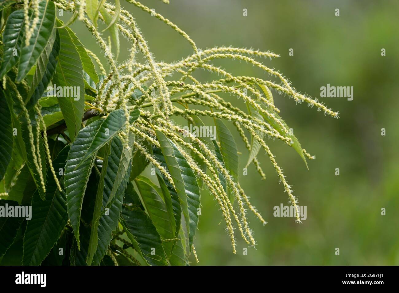 Flower of Japanese chestnut, Isehara City, Kanagawa Prefecture, Japan ...