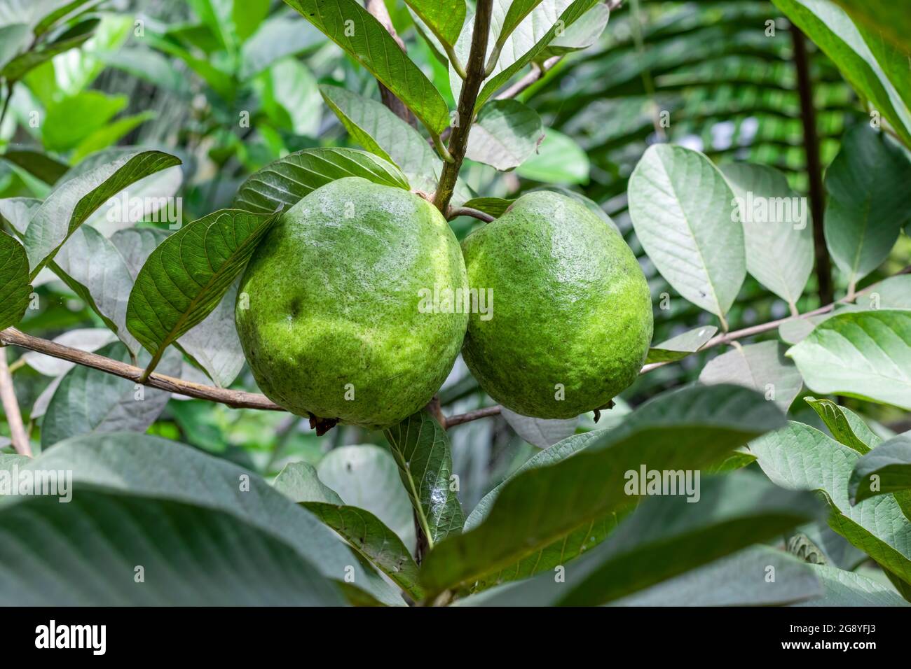 Ripe guava fruit hi-res stock photography and images - Alamy