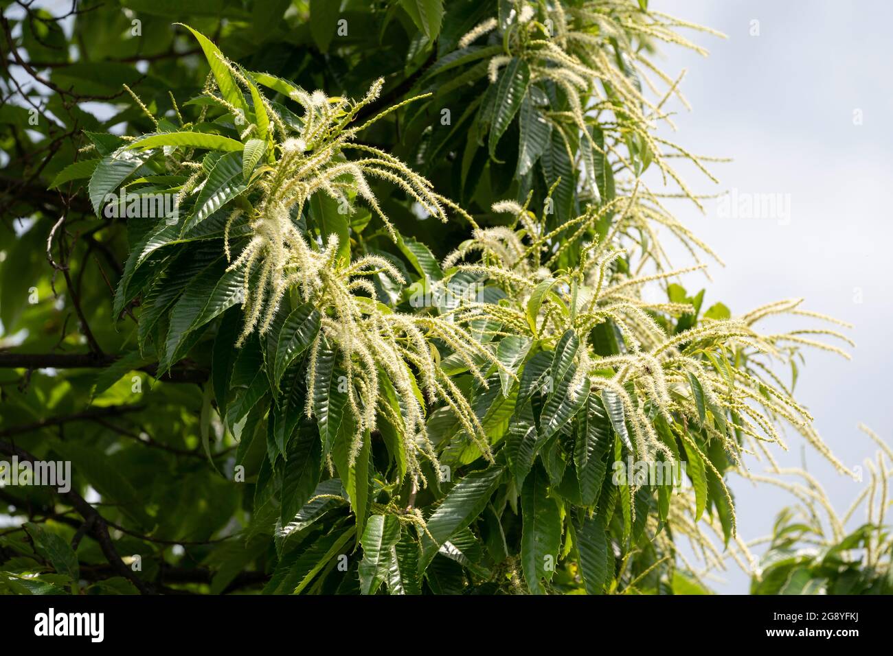 Japanese chestnut hi-res stock photography and images - Alamy