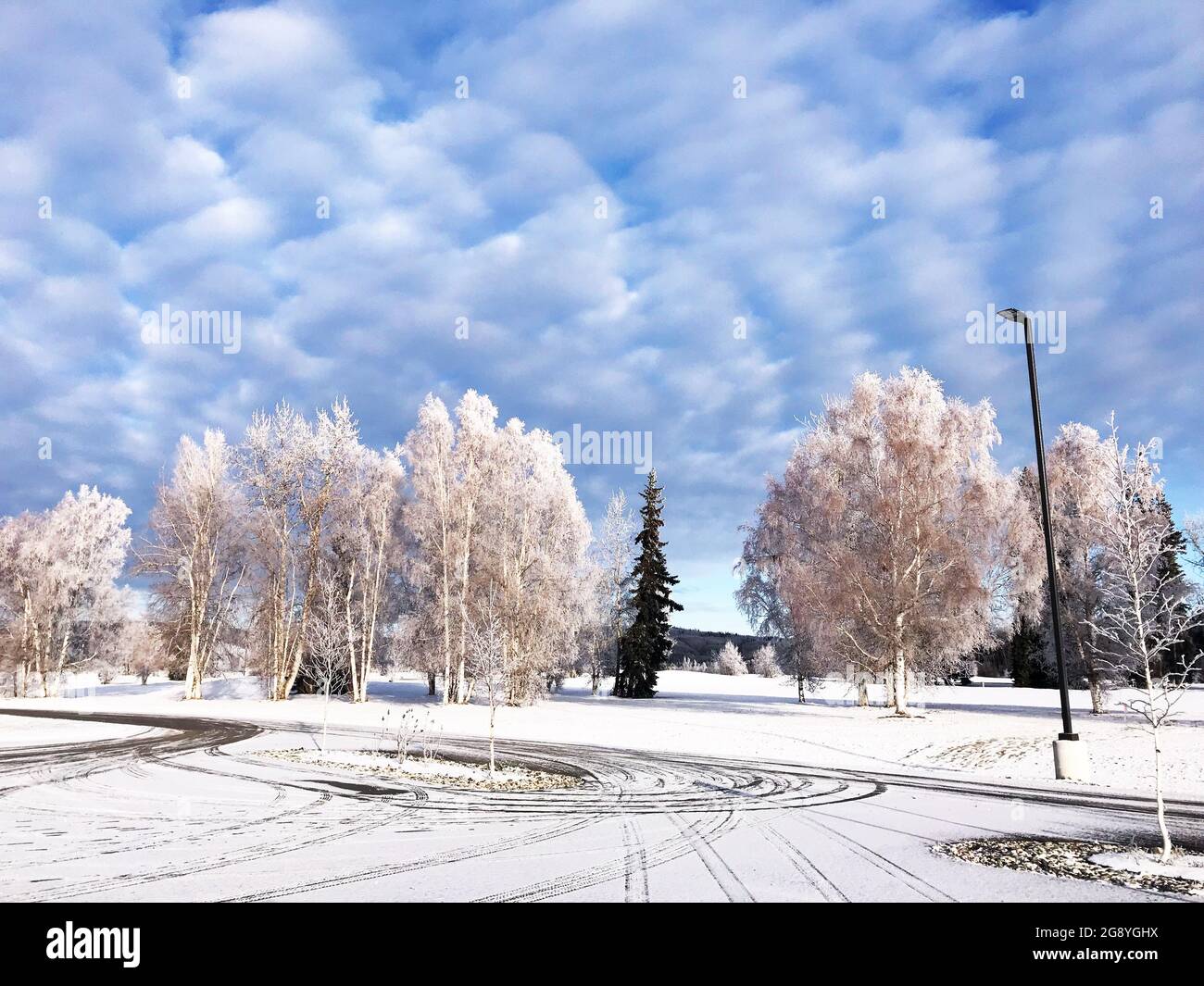 Snow Trees on the side of the road Stock Photo - Alamy