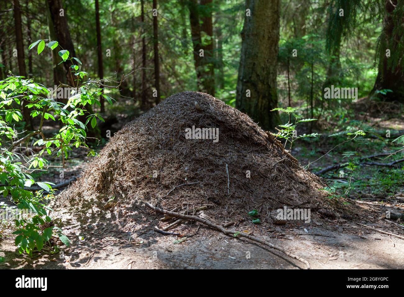 Ant colony. Komarovo, Saint Petersburg, Russia Stock Photo - Alamy