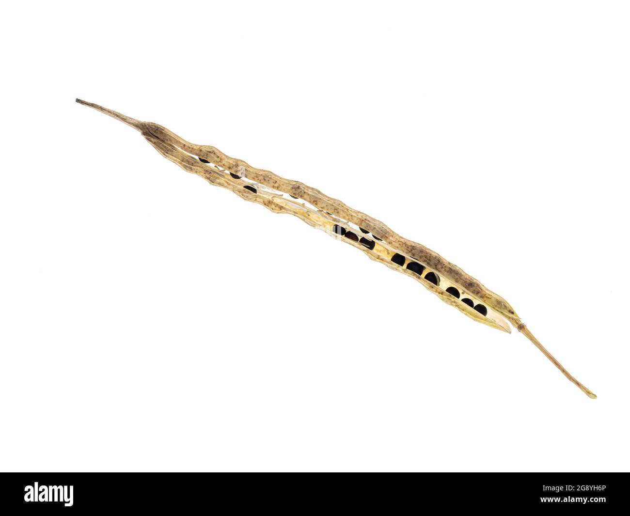 Cutout of a ripe open rapeseed pod with exposed black seeds inside ...