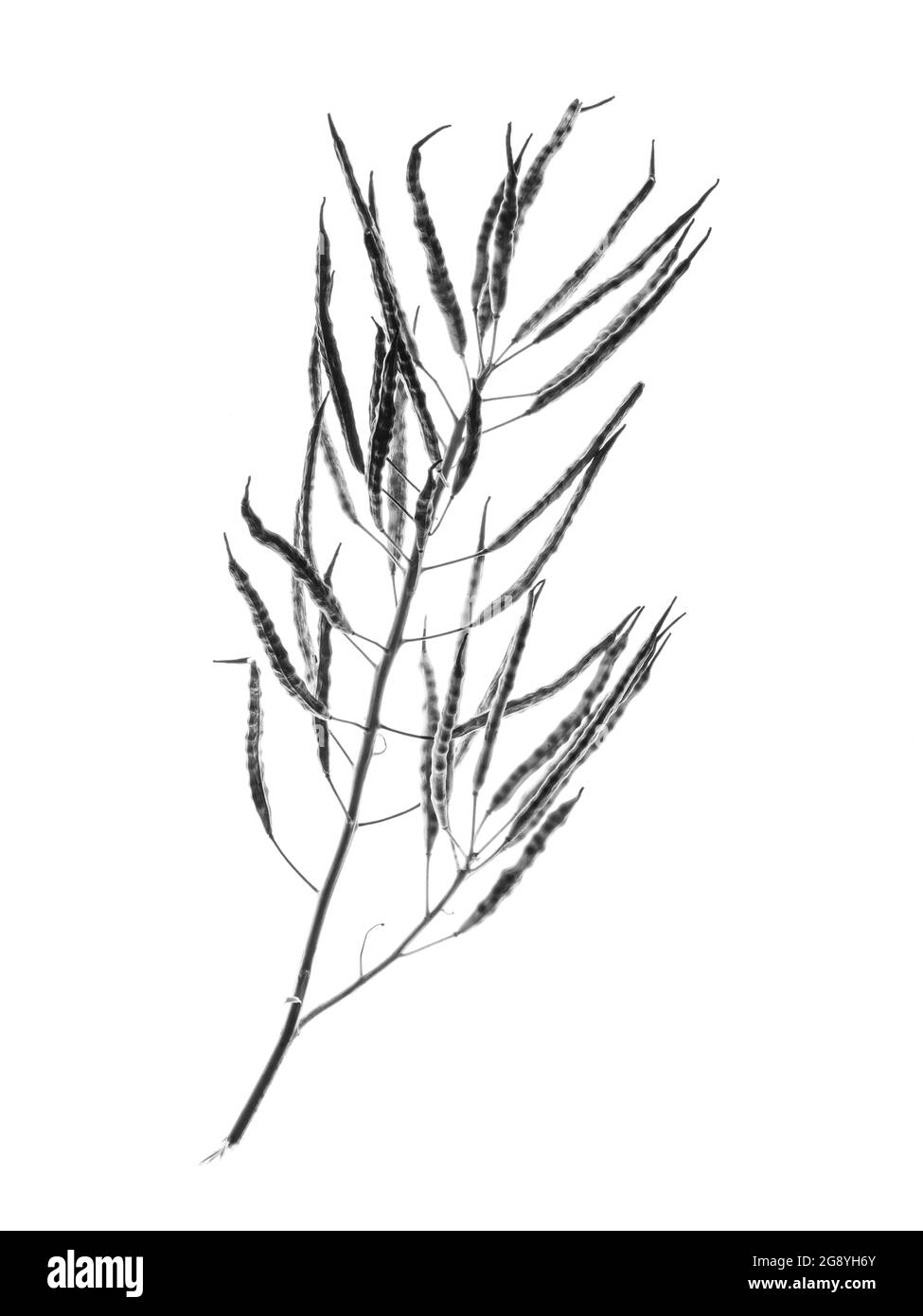 Black and white cutout of a stem of ripe rapeseed pods Stock Photo - Alamy