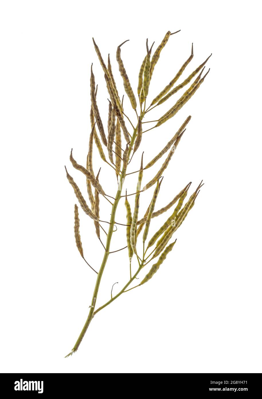 Cutout of a stem of rapeseed pods Stock Photo - Alamy