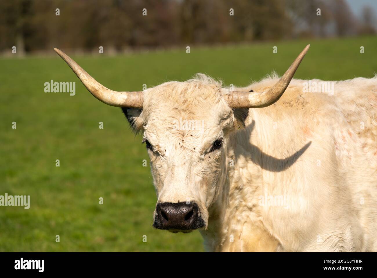 White Park cattle Stock Photo - Alamy