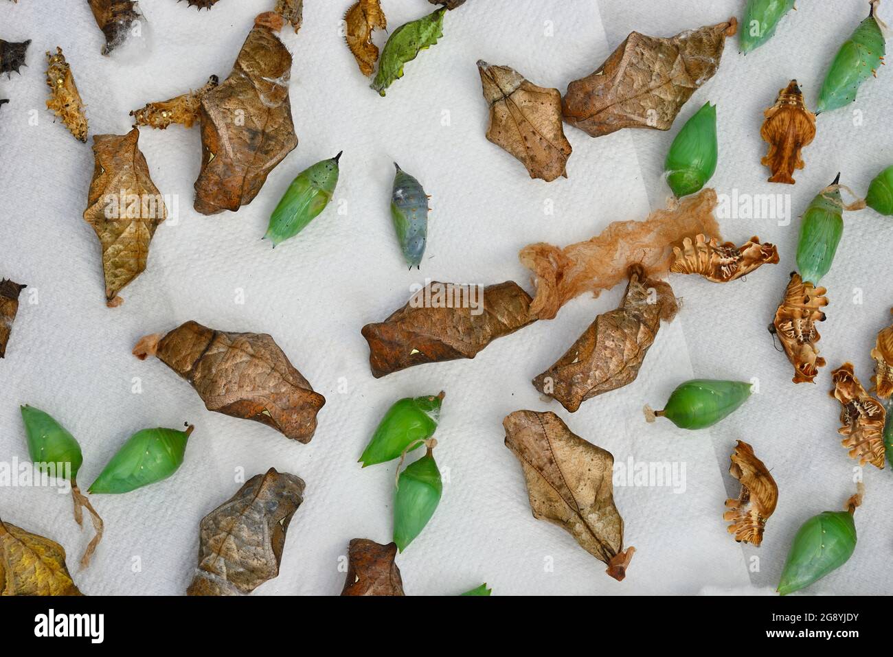 Collection of tropical butterfly cocoons, chrysalis, ready to hatch ...