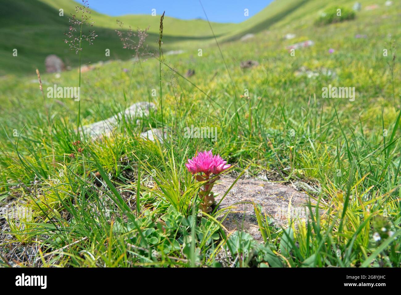 Caucasian stonecrop, Two-row stonecrop (Sedum spurium) on the alpine ...