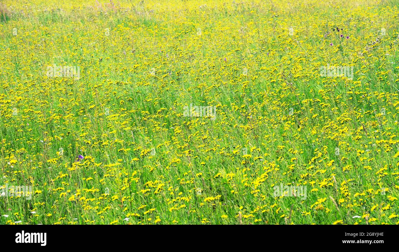 Abandoned fields (long term fallow) are heavily overgrown with weeds ...