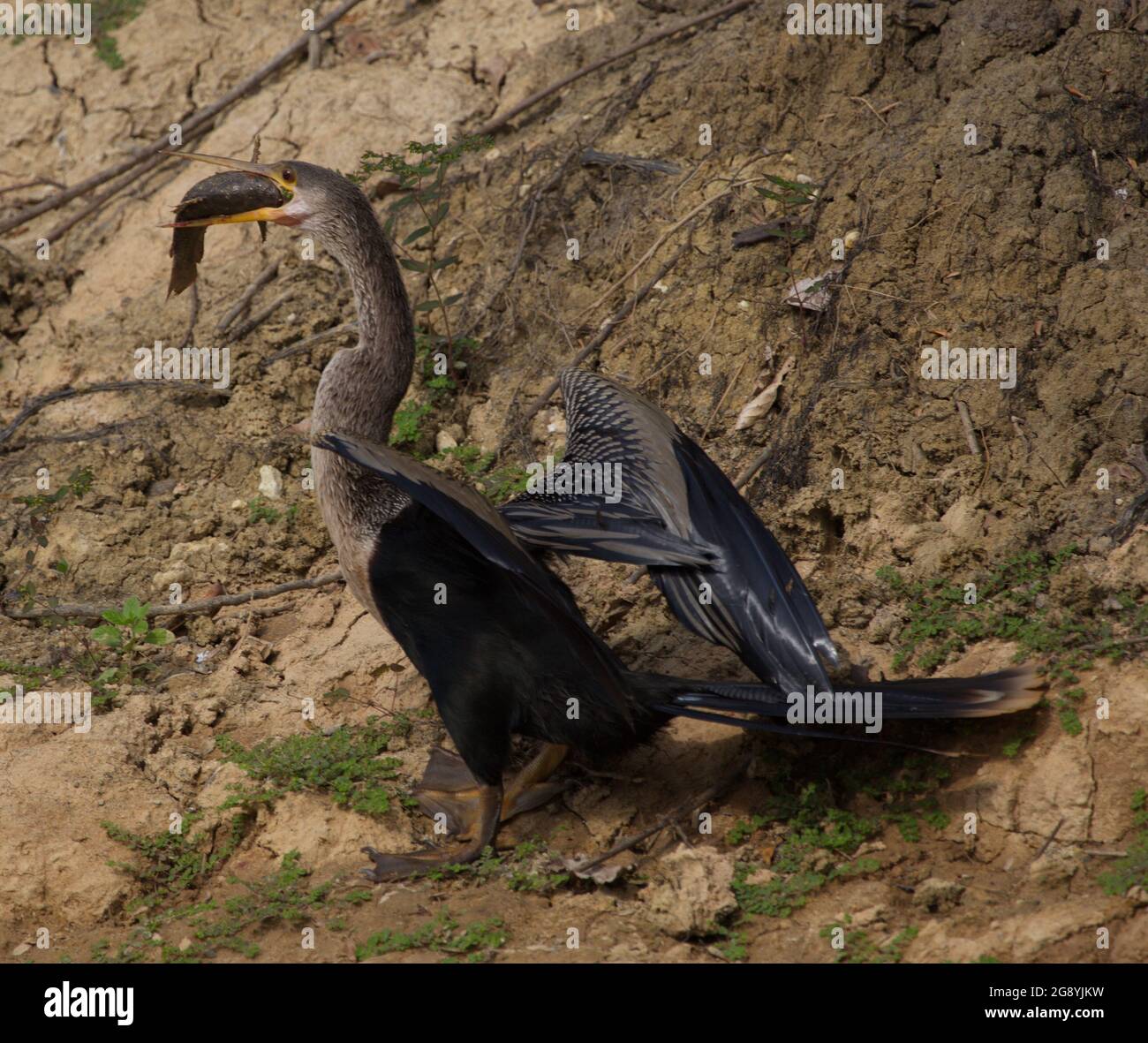 Closeup side on portrait of Anhinga Snakebird (Anhinga anhinga) hunting ...