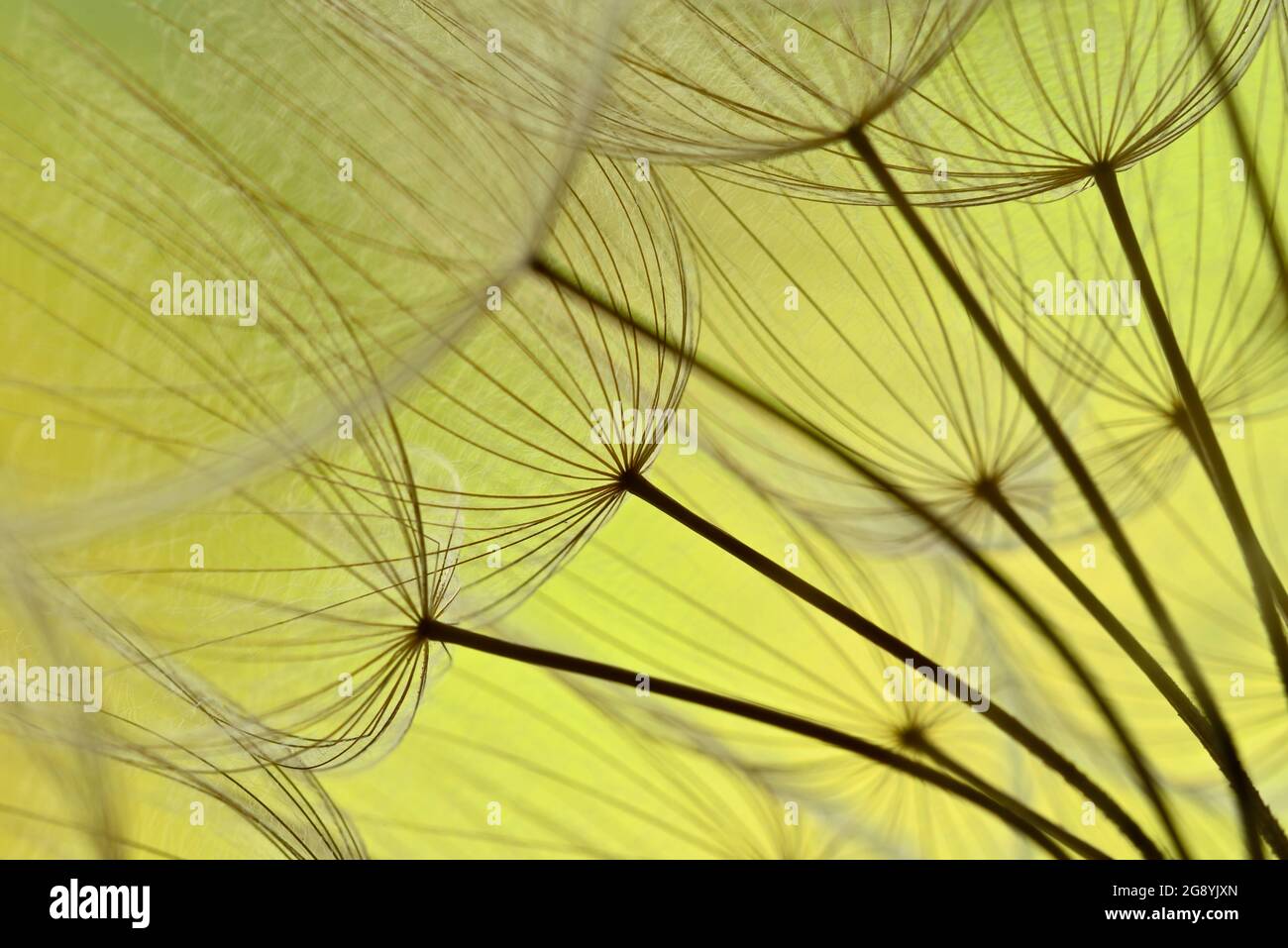 Close up of winged seeds of dandelion head plant Stock Photo - Alamy