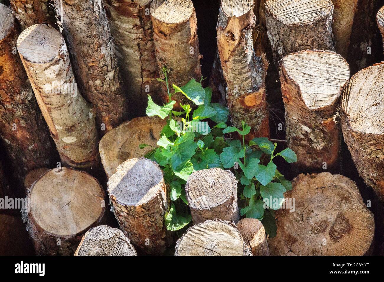 Dead half trunks hi-res stock photography and images - Alamy