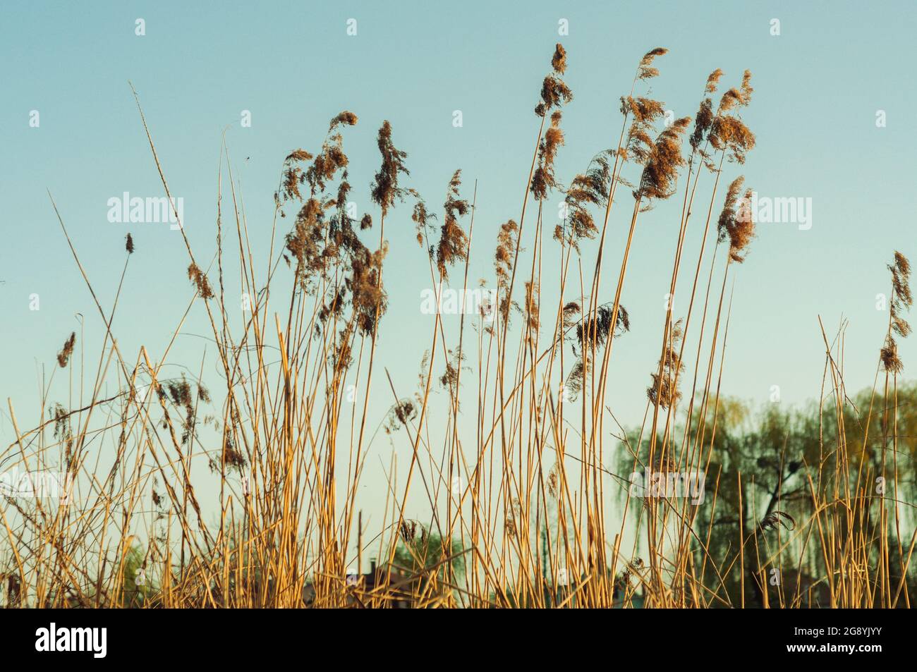 Low angle shot of growing marsh reed Stock Photo - Alamy
