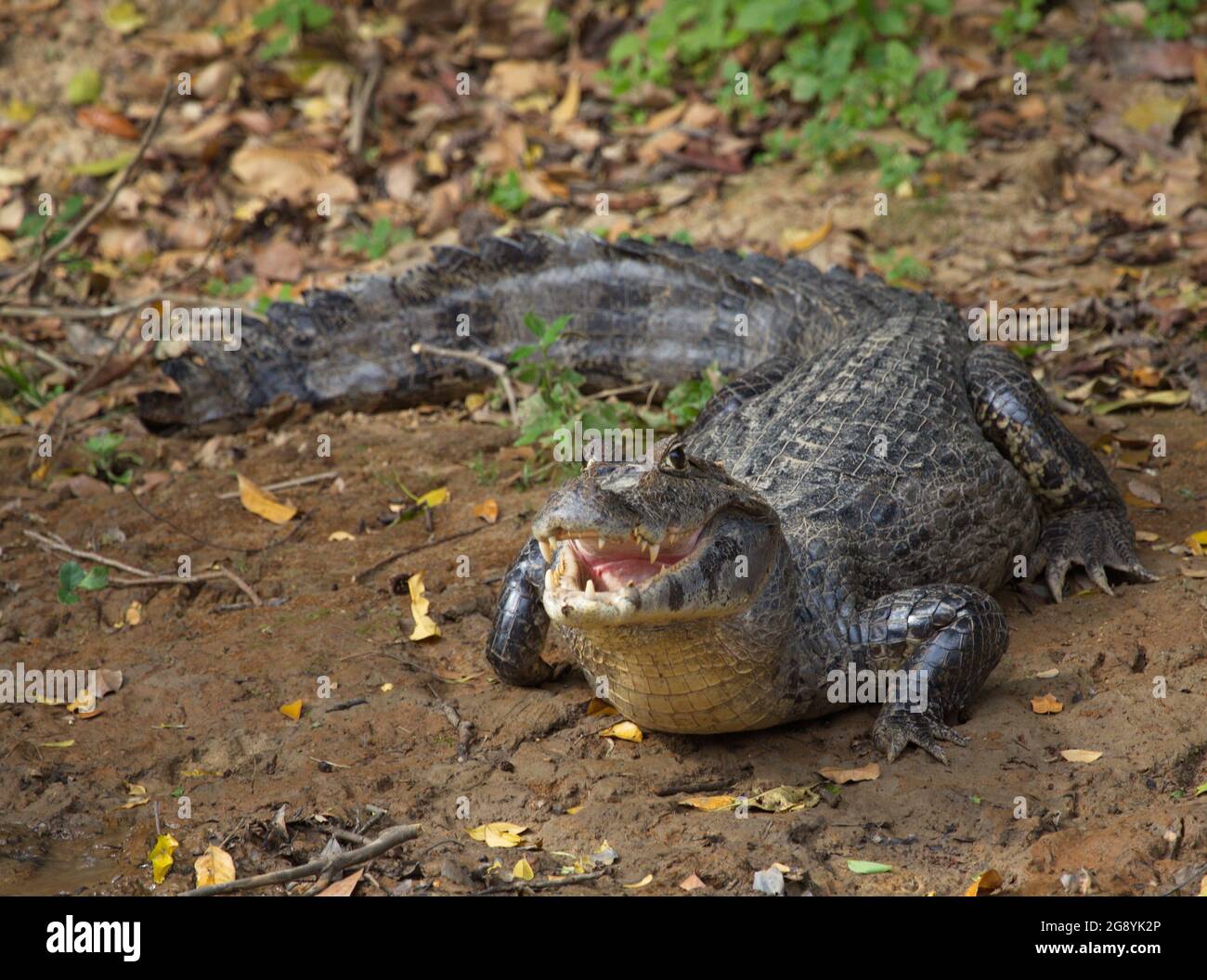 Closeup of Black Caiman (Melanosuchus niger) camouflaged on riverbank ...