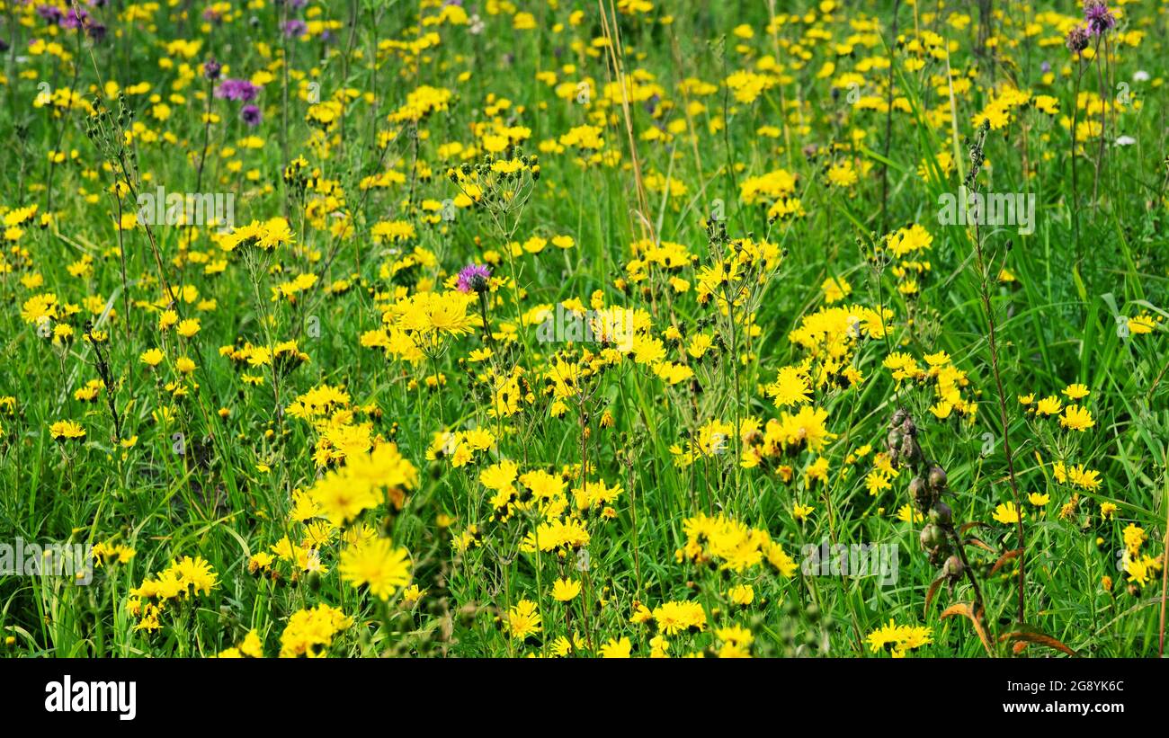 Abandoned fields (long term fallow) are heavily overgrown with weeds ...