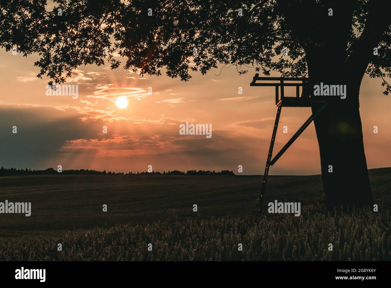 Closeup shot of a tree silhouette with beautiful sky and sun during ...