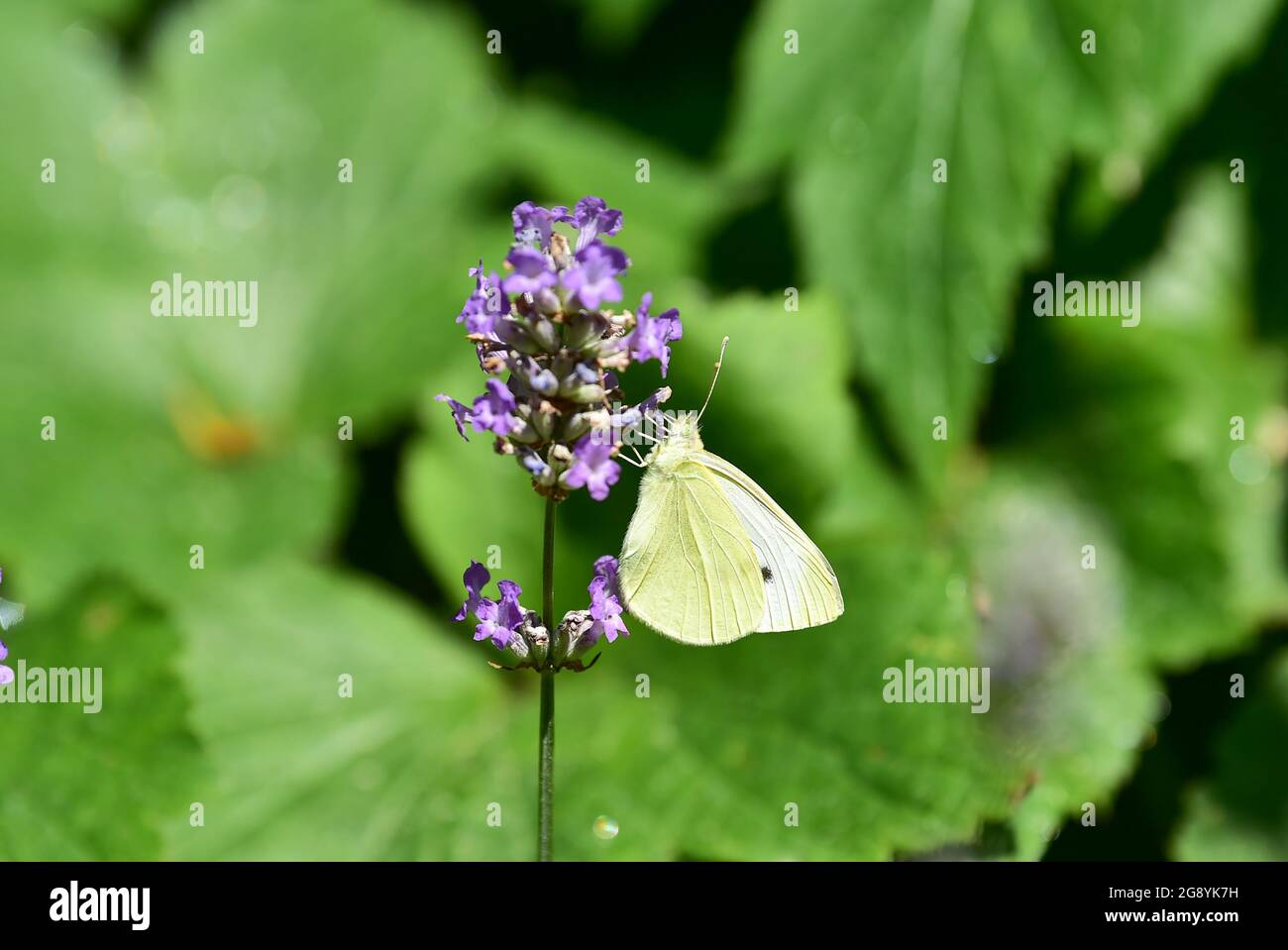 British garden insects hi-res stock photography and images - Alamy