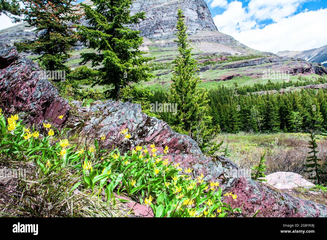 Yellow Columbine wildflowers, Swiftcurrent Valley, Glacier National ...