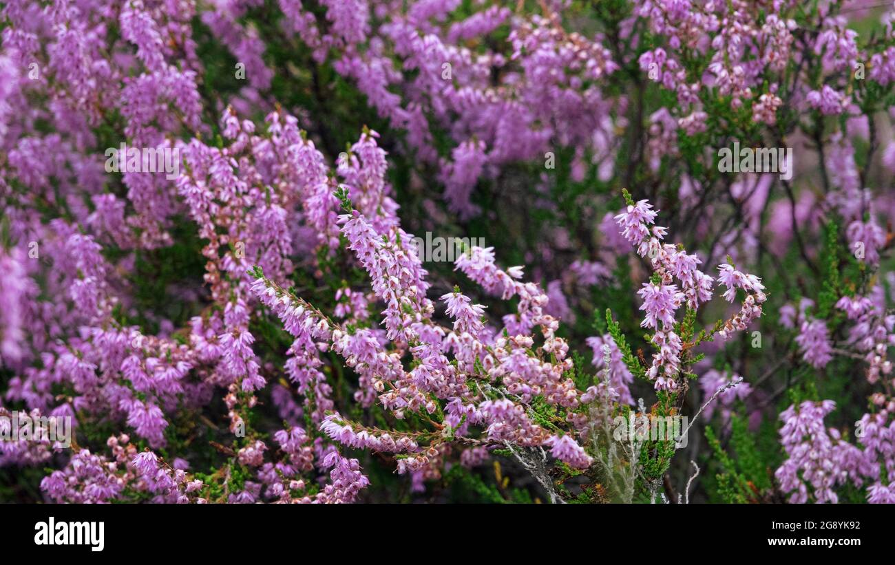 Pink Beauty of mass flowering Heather, Erica (Calluna vulgaris Stock ...