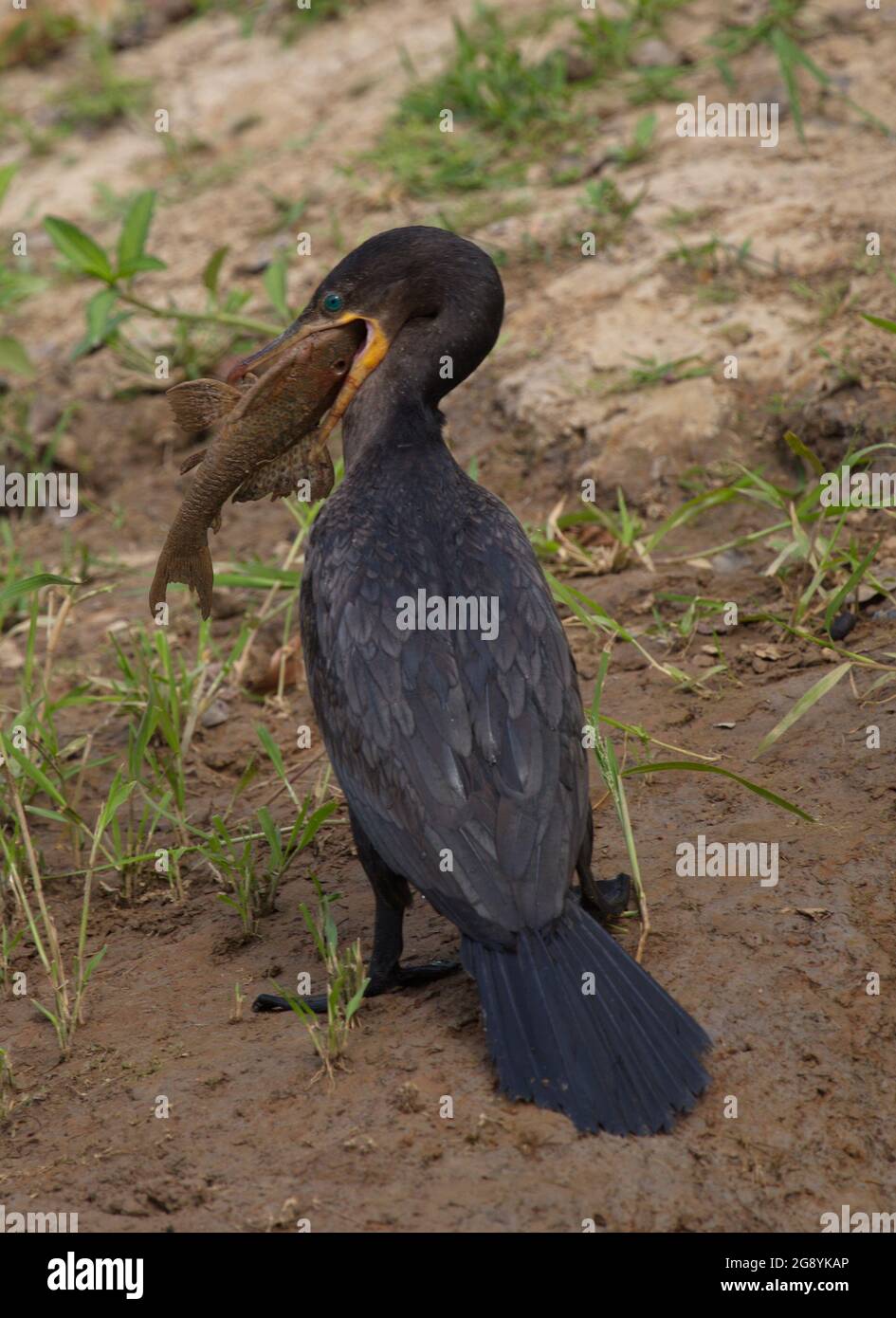 Closeup portrait of Anhinga Snakebird (Anhinga anhinga) hunting with ...
