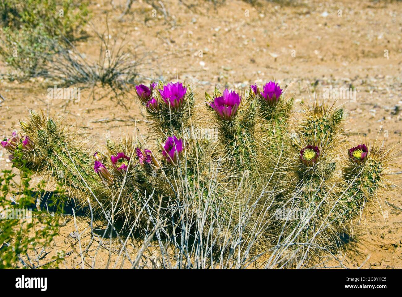 Prickly pear cactus arizona hi-res stock photography and images - Alamy