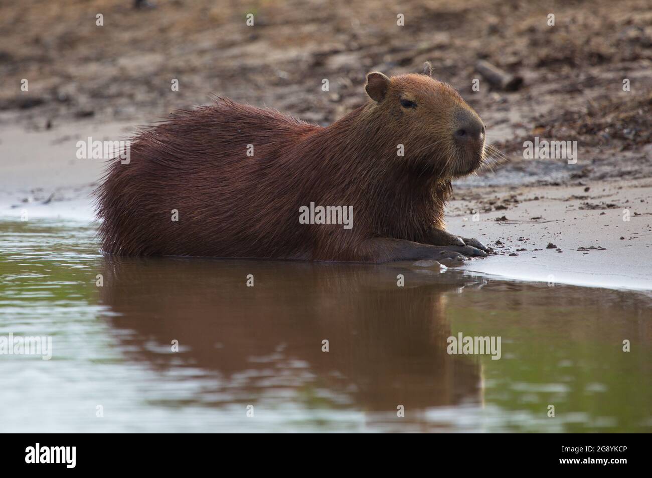 Capybara’s webbed feet hi-res stock photography and images - Alamy