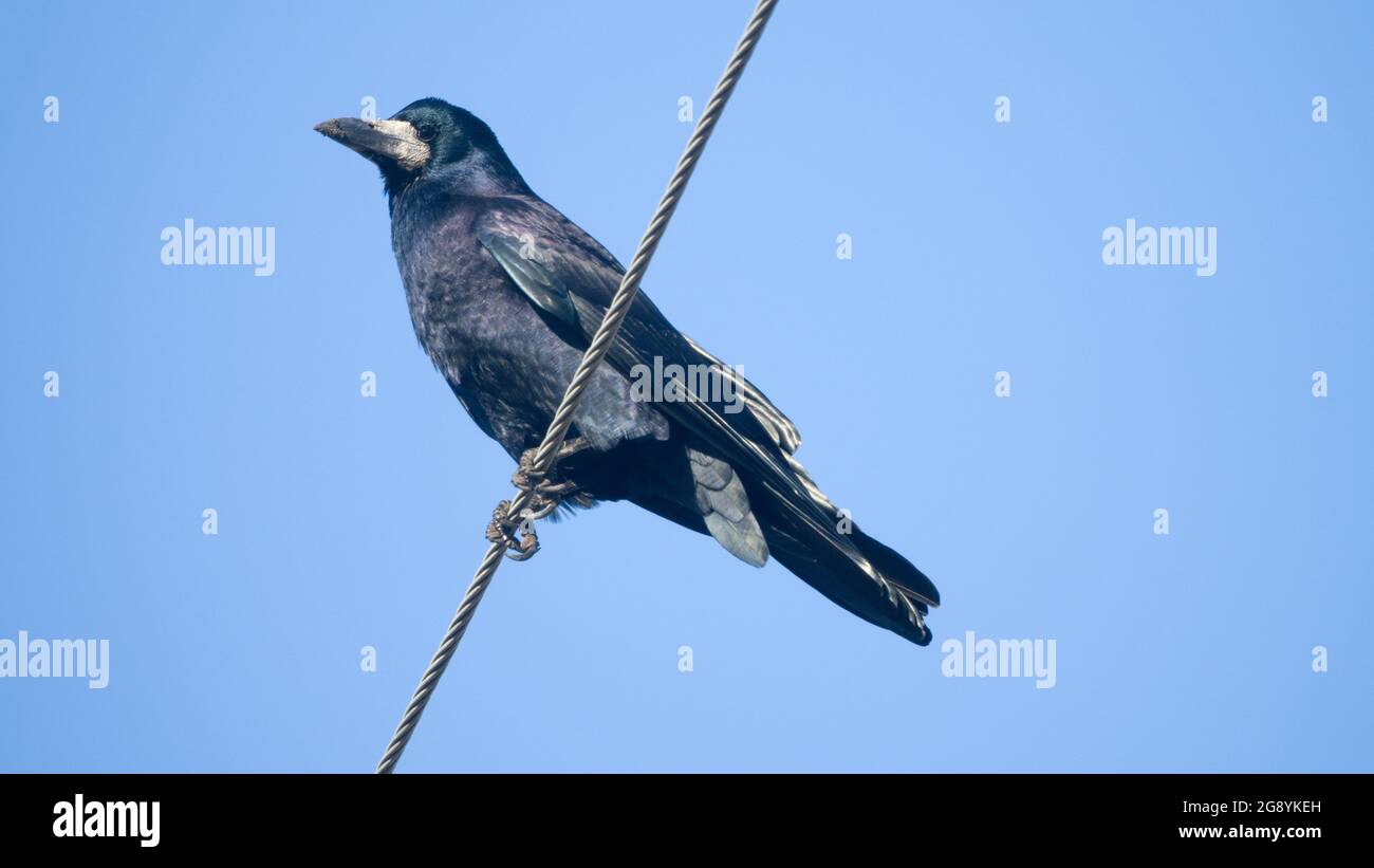 Wintering rooks hi-res stock photography and images - Alamy