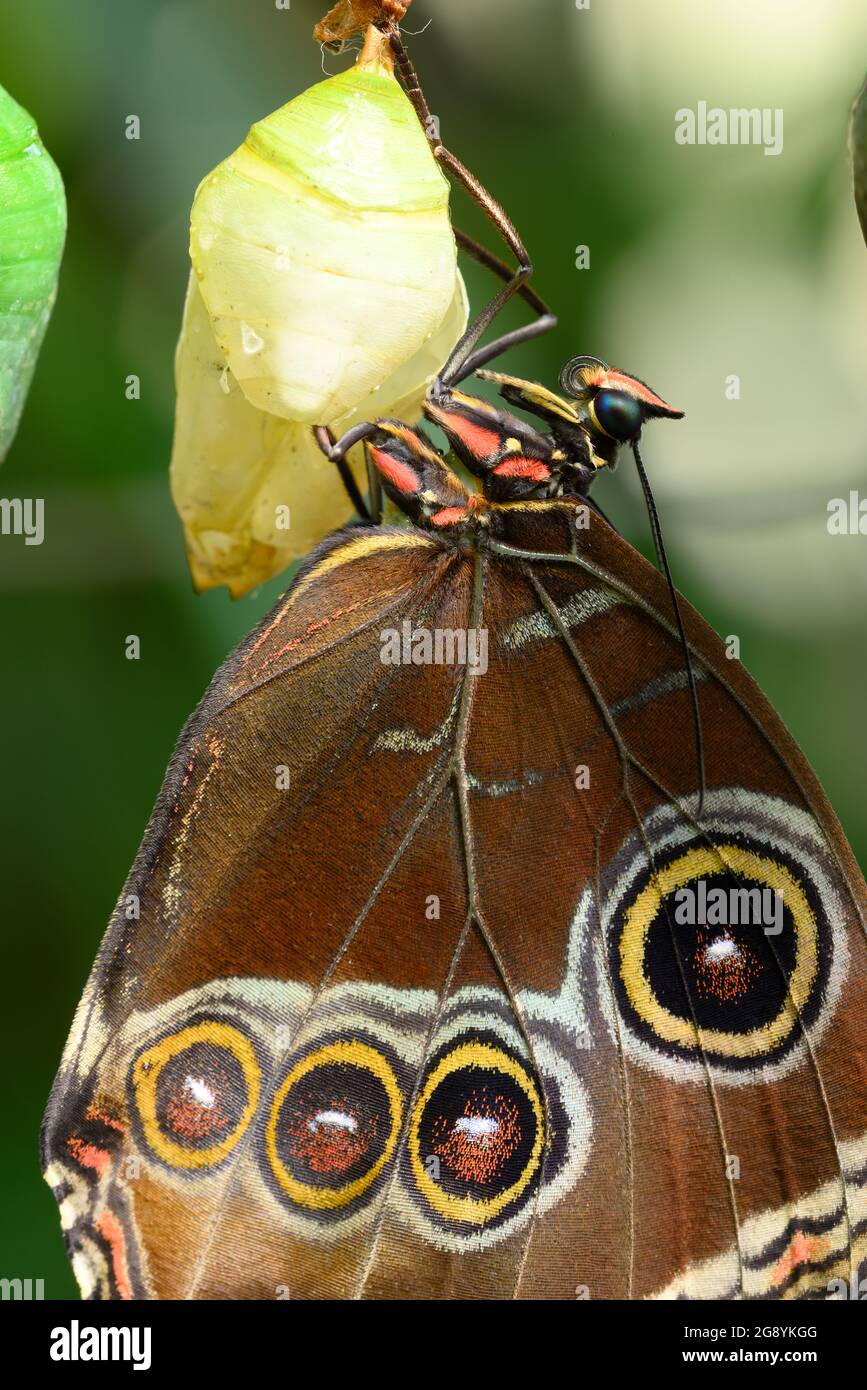 Blue Morpho Butterfly Coming Out Of Cocoon