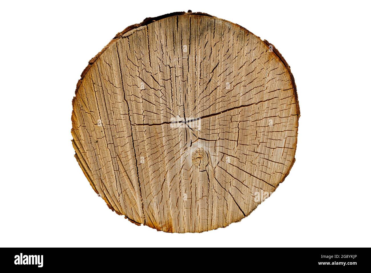 round cut tree isolated on white background. birch trunk with cracks ...