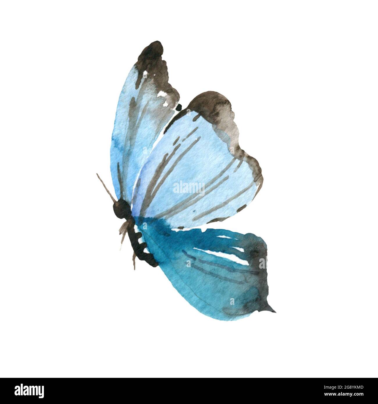Morpho Anaxibia
