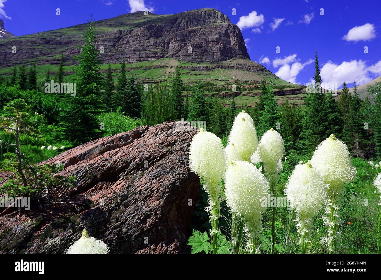 Beargrass in bloom, mountains above, Swiftcurrent Valley, Glacier ...