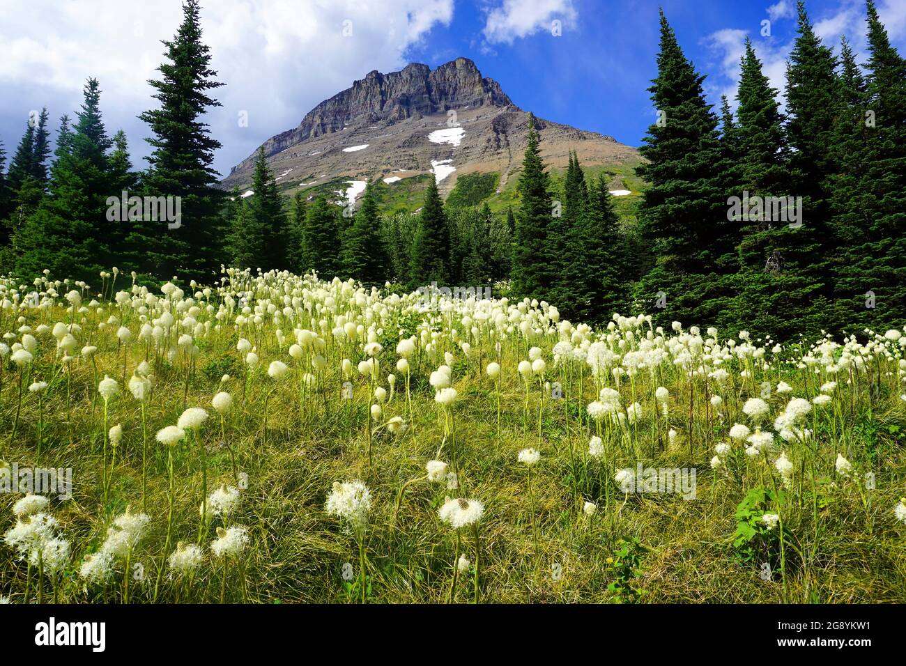 Beargrass in bloom, mountains above, Swiftcurrent Valley, Glacier ...