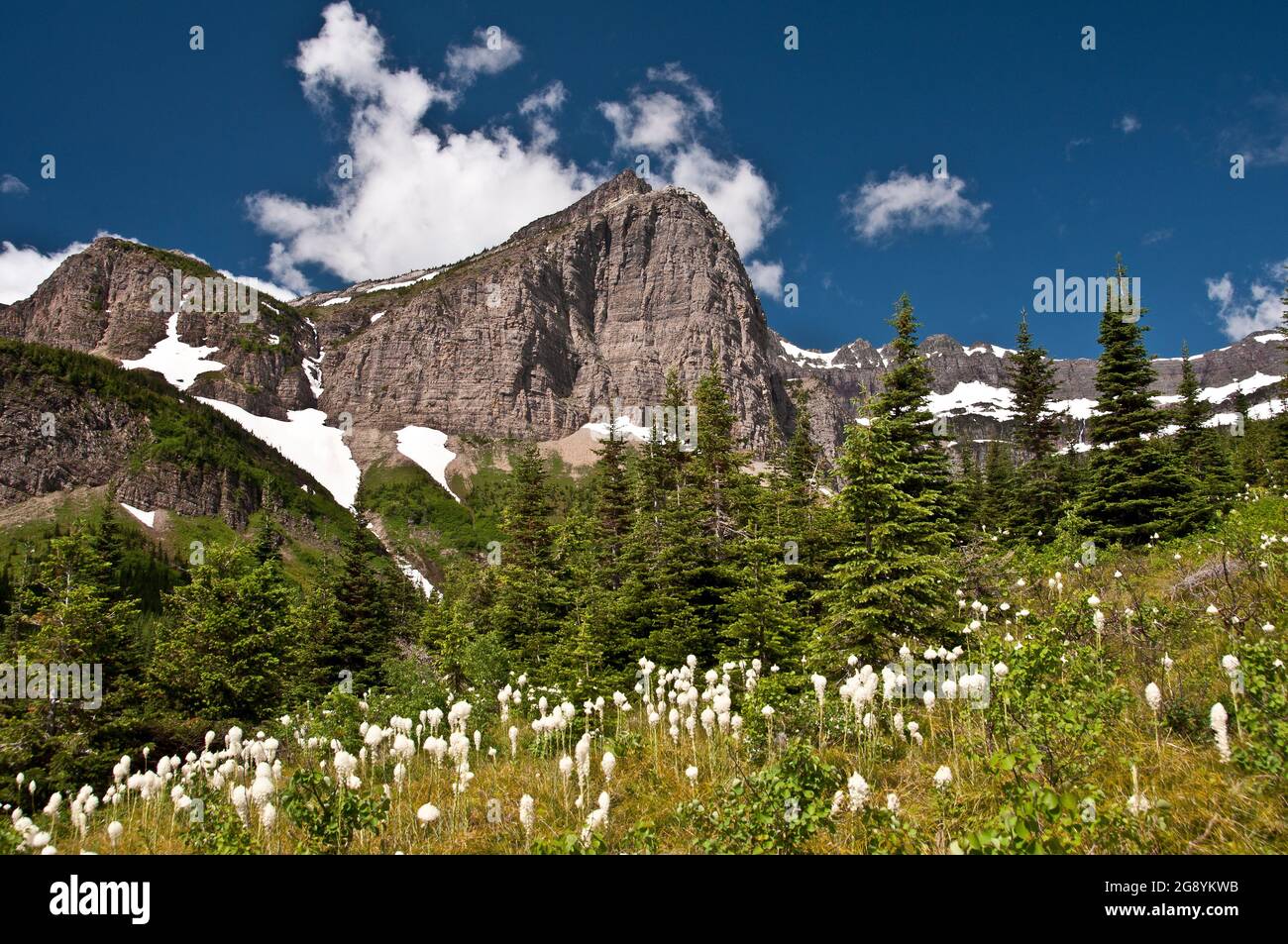 Beargrass in bloom, mountains above, Swiftcurrent Valley, Glacier ...