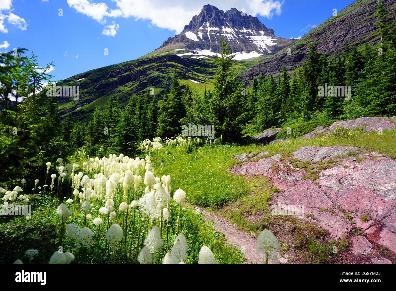 Swiftcurrent Valley trail, beargrass in bloom, Glacier National Park ...