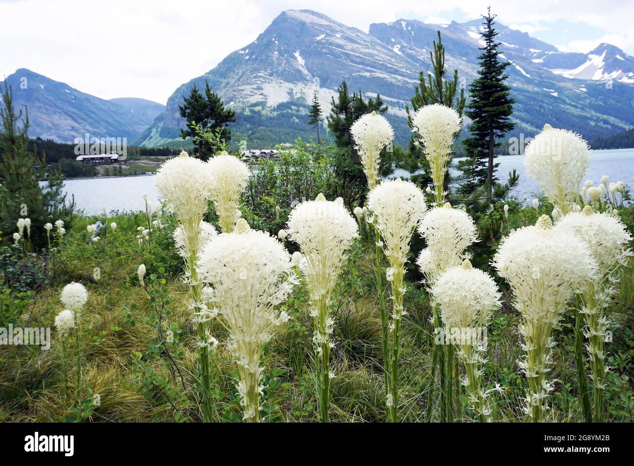 Mini Glacier Hotel on Swiftcurrent Lake, beargrass in bloom, Glacier ...
