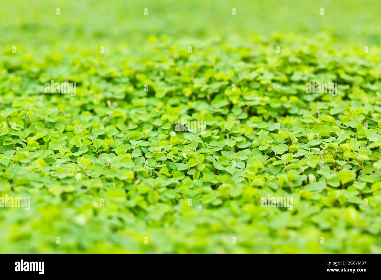 Green clover background Stock Photo - Alamy