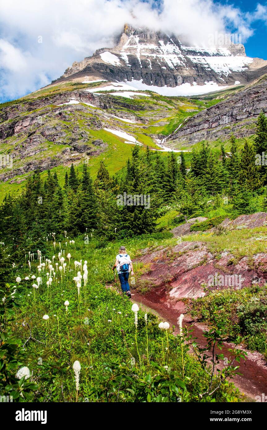 Lone hiker on Swiftcurrent Valley trail, beargrass in bloom, Glacier ...