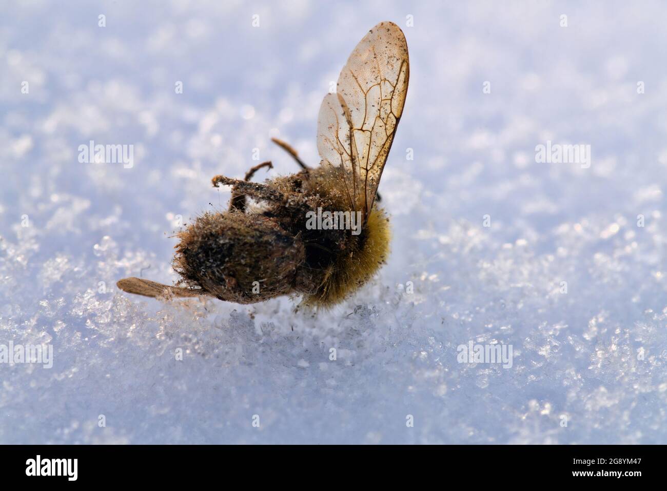 Death of insects. Winter is not compatible with life of environment ...