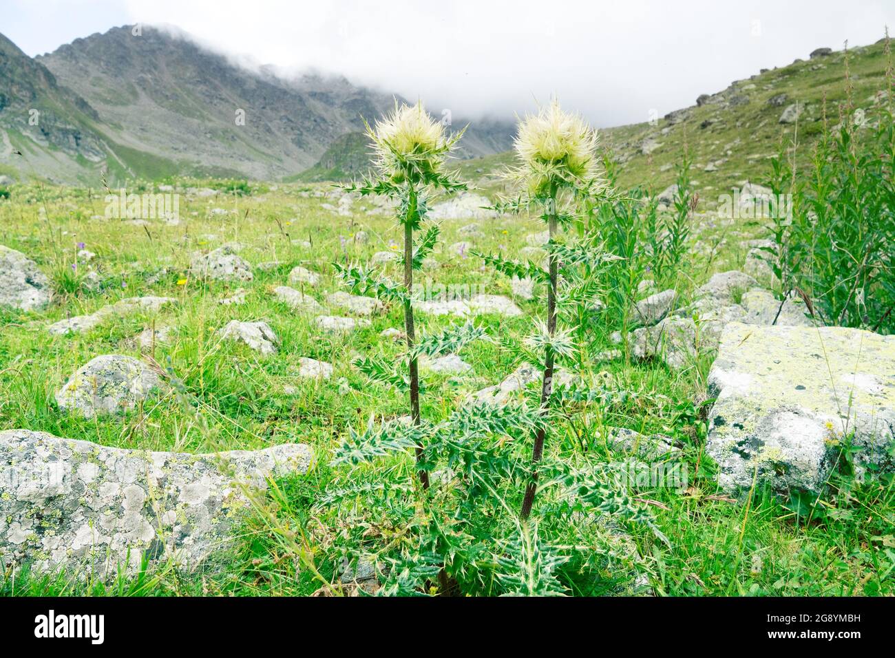 Overgrazing hi-res stock photography and images - Alamy