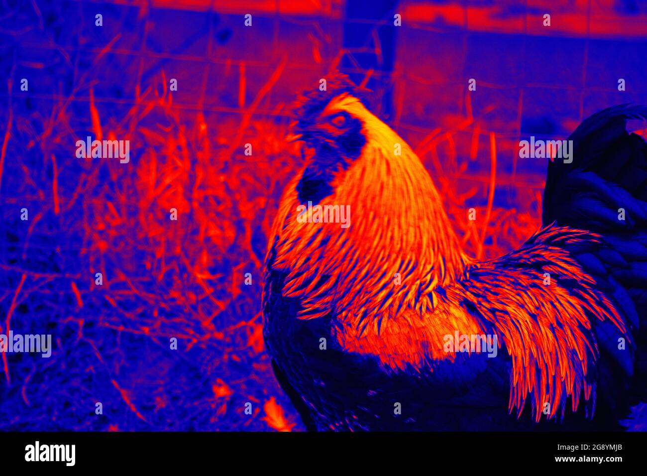 Rooster in the poultry yard, Scanning the animal's body temperature ...