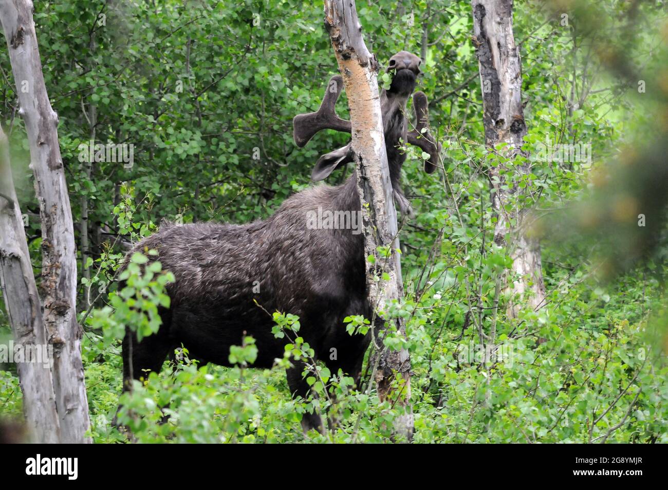 Young bull moose rubbing tree to remove velvet from antlers, Glacier ...