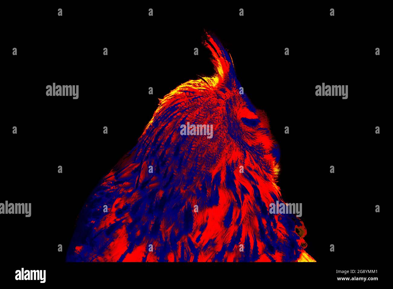 eagle owl, Scanning the animal's body temperature with a thermal imager ...