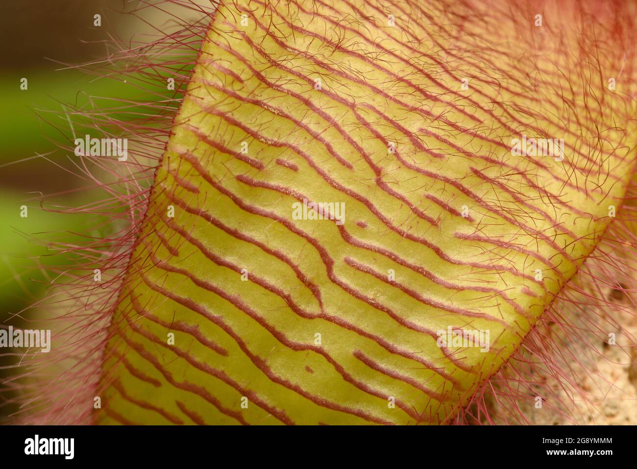 Flower detail of Stapelia gigantea, Zulu giant, carrion plant, toad ...