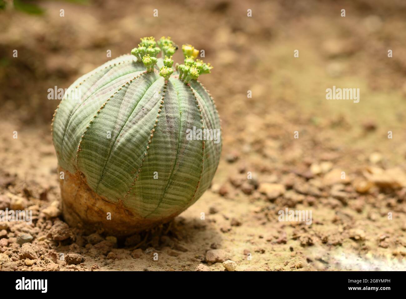 Baseball plant with flowers, Euphorbia obesa, subtropical succulent ...