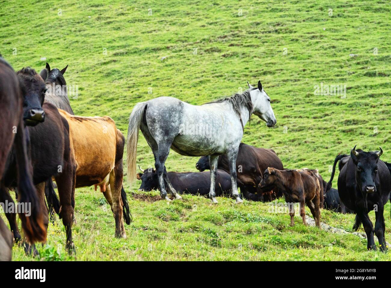 Cattle in mountain pastures in midsummer. Cowboy's pied horse Stock ...