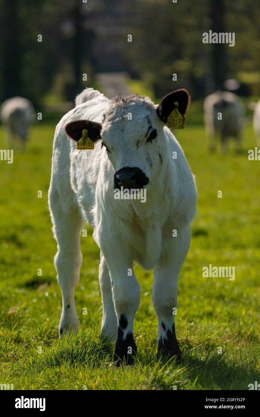 White Park cattle calf Stock Photo - Alamy