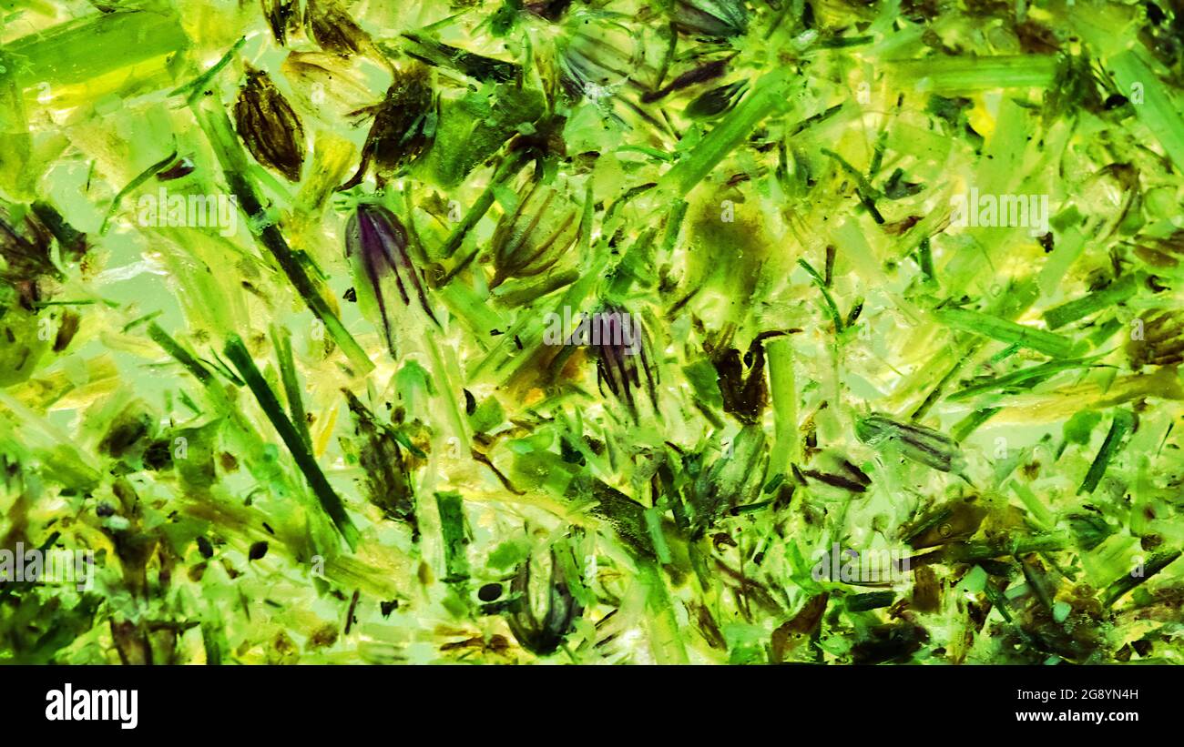 Biological macro background in water particles with large zoom. Ultra ...