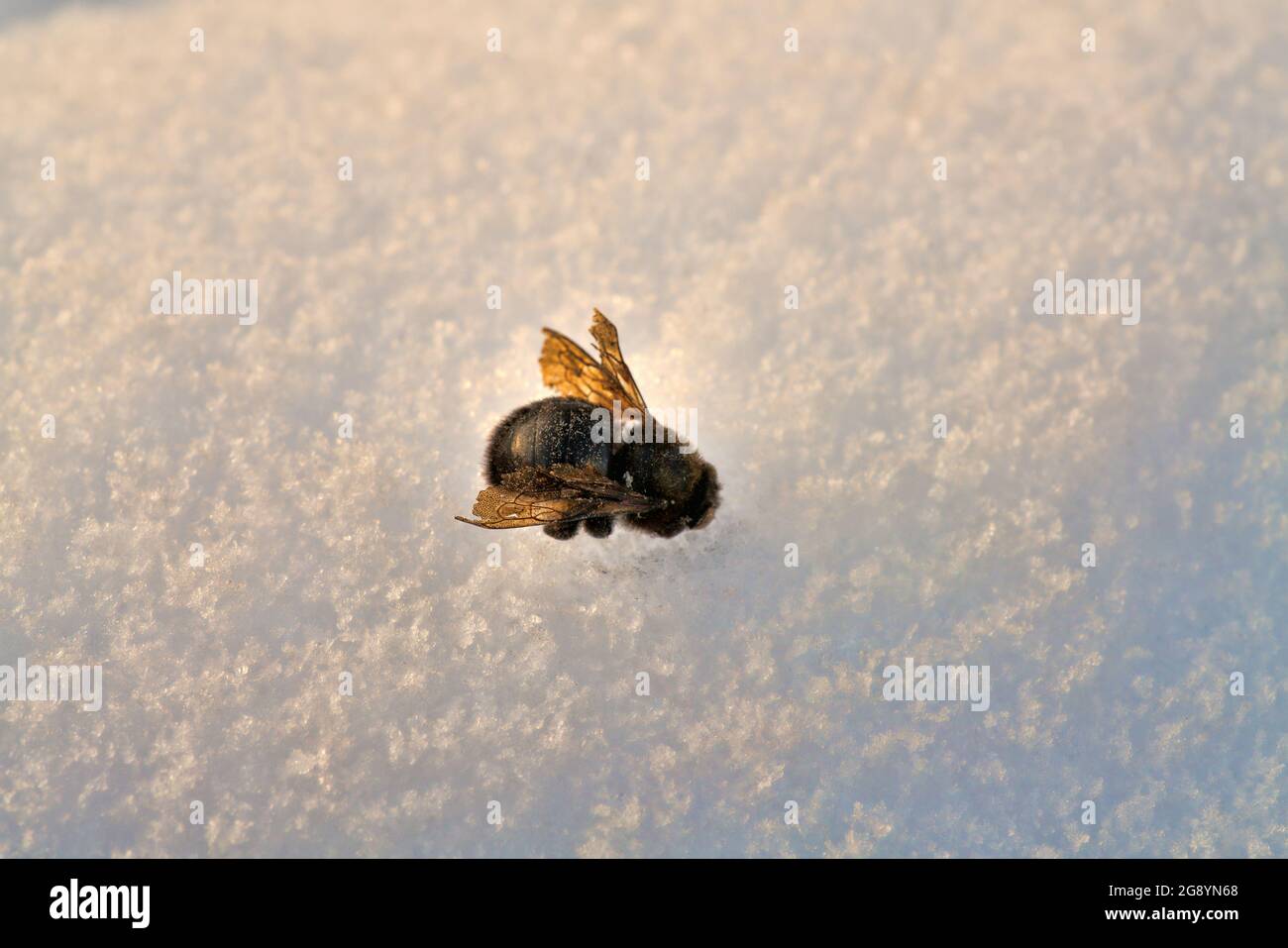 Death of insects. Winter is not compatible with life of environment ...