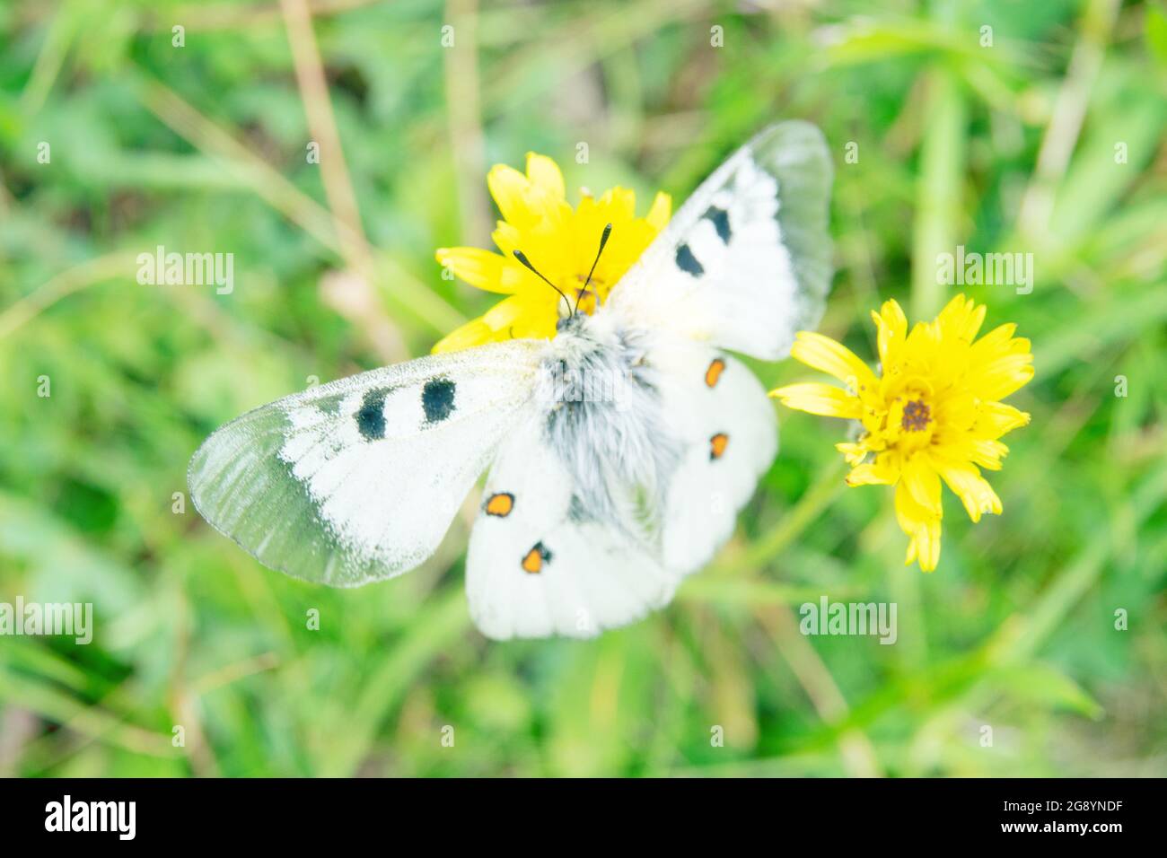 Clouded apollo (Parnassius mnemosyne). The butterfly (god of light ...