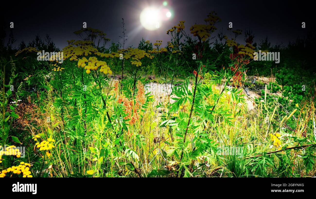 Yellow Ginger plant (Tanacetum vulgare) bloom on sandy wasteland. A ...